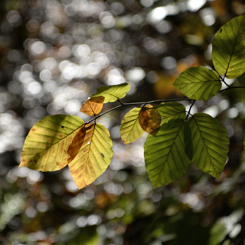 beech leaves – Lois Wakeman