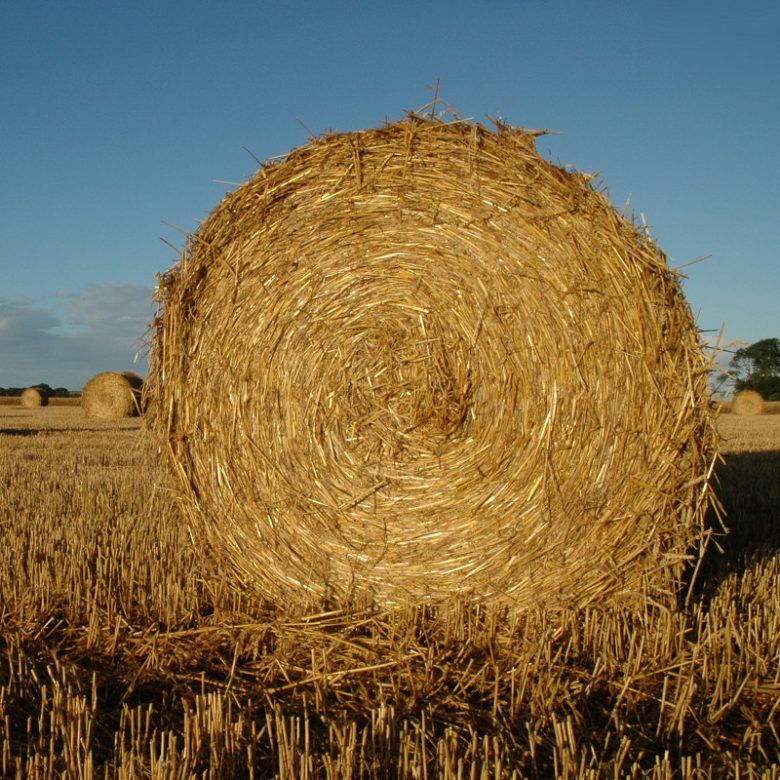 Wheat, barley and oats – Lois Wakeman