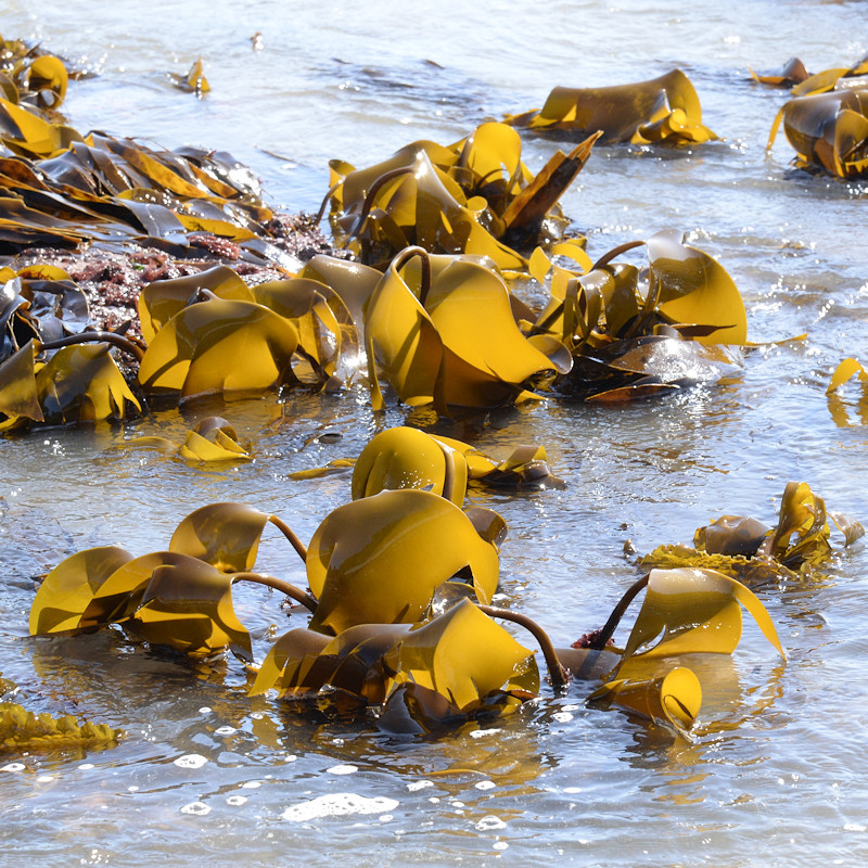 Backlit kelp – Lois Wakeman
