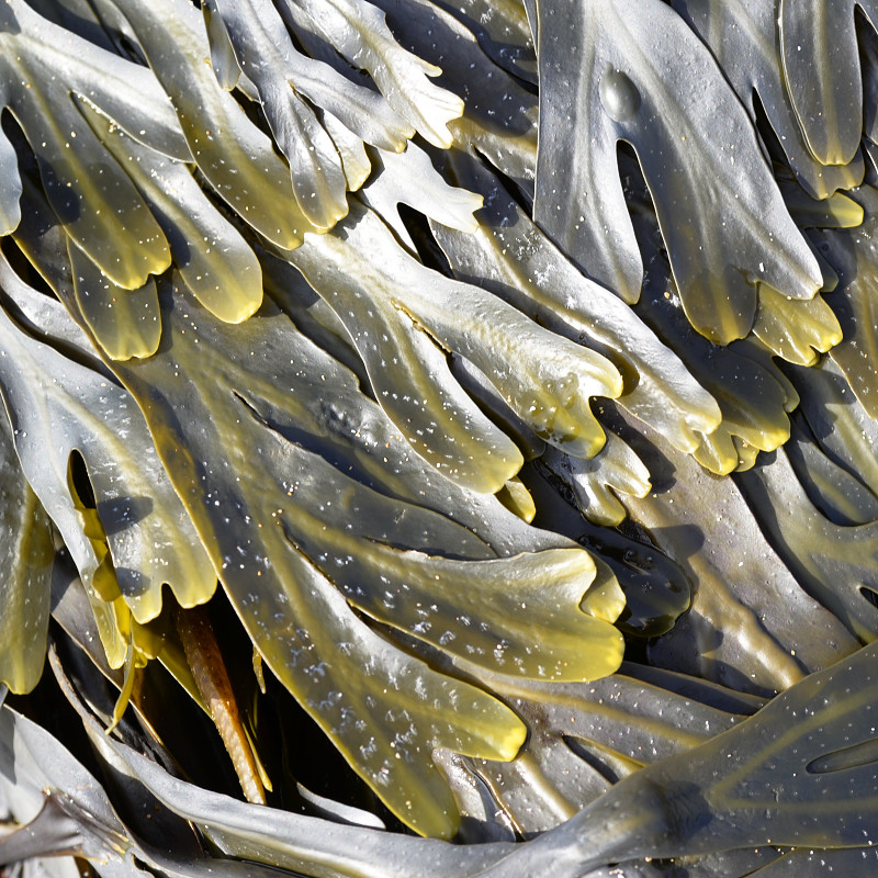 11th – serrated wrack – Lois Wakeman
